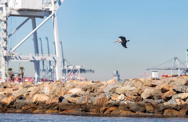 Port of Long Beach Plans Installation of Offshore Wind Turbines as Tall ...