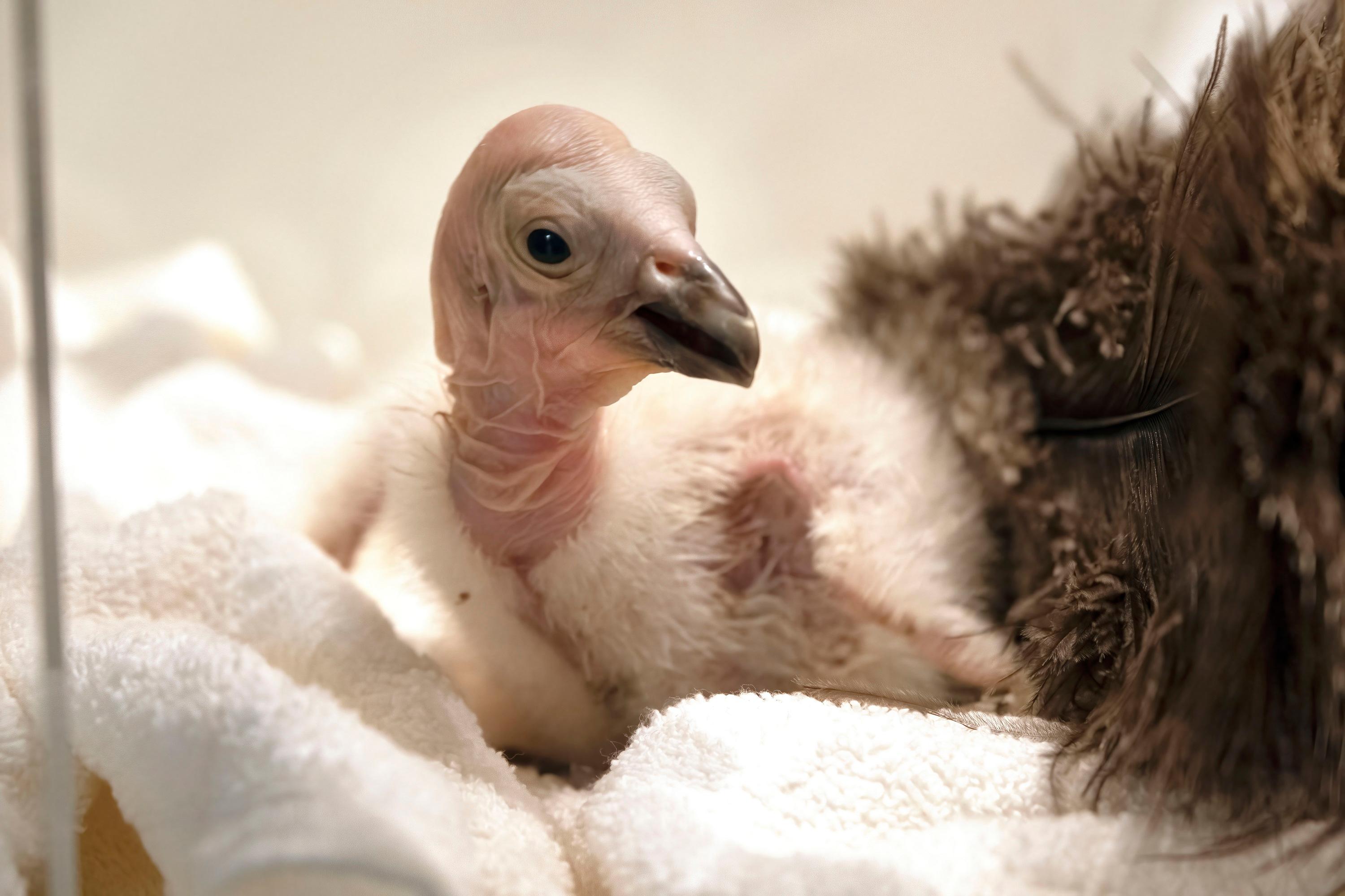 L.A. Zoo Celebrates 5 California Condor Hatchlings, With More to Come ...
