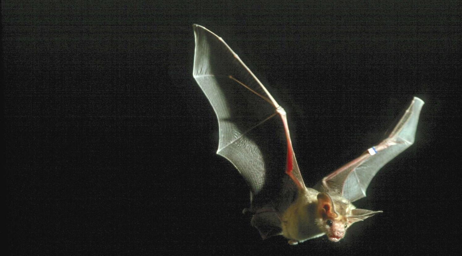 Pallid Bat Becomes One of California’s New State Symbols | California ...