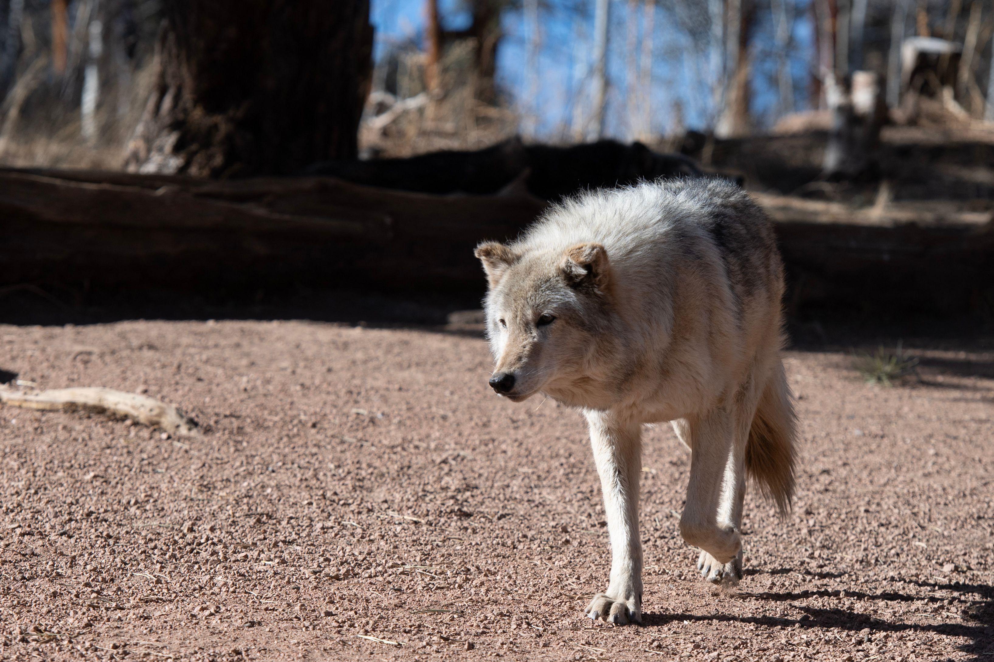 Wolves Kill 18 Livestock Animals in California | California Insider